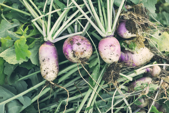 Nabo Images – Parcourir 462 le catalogue de photos, vecteurs et vidéos ...