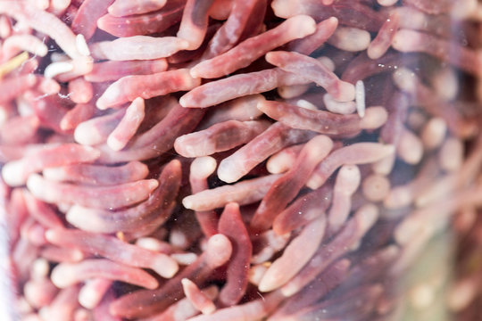 รูปภาพParamphistomum – เลือกดูภาพถ่ายสต็อก เวกเตอร์ และวิดีโอ13 | Adobe ...