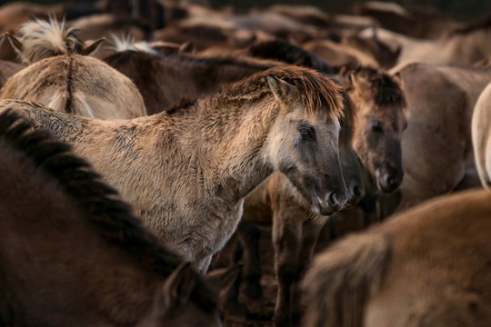Imágenes de Wildpferde: descubre bancos de fotos, ilustraciones ...