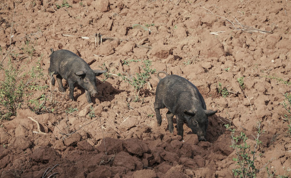 "Black Pigs" Bilder – Durchsuchen 502 Archivfotos, Vektorgrafiken und ...