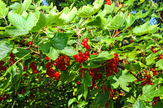 「Ribiseli」の画像 - 101 件の Stock 写真、ベクターおよびビデオ | Adobe Stock