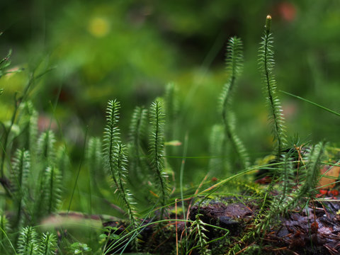 รูปภาพLycopodium – เลือกดูภาพถ่ายสต็อก เวกเตอร์ และวิดีโอ815 | Adobe Stock