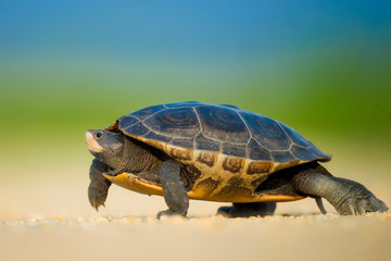 Turtle photos, royalty-free images, graphics, vectors & videos | Adobe ...