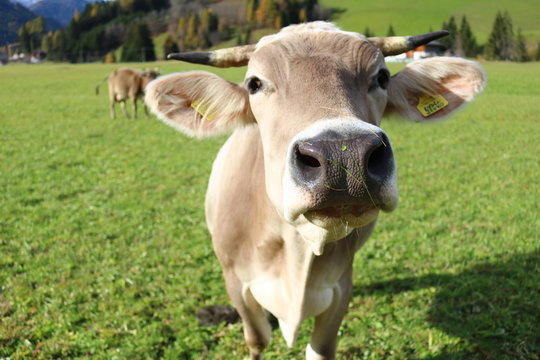 8,533 IMAGES, PHOTOS ET ILLUSTRATIONS VECTORIELLES STOCK APPROPRIÉES ...