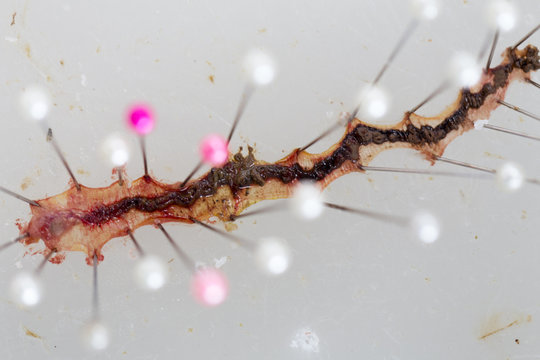 Tubificidae Images – Browse 1 Stock Photos, Vectors, and Video | Adobe ...