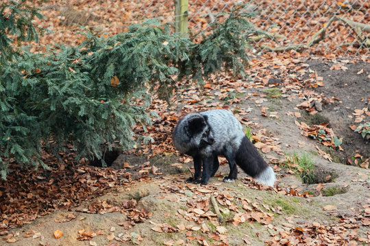 Silberfuchs Images – Browse 75 Stock Photos, Vectors, and Video | Adobe ...