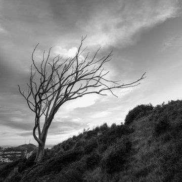 「Ring-Barking」の写真素材 | 8,961件の無料イラスト画像 | Adobe Stock