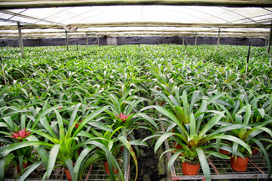 Bromel Images – Browse 51 Stock Photos, Vectors, and Video | Adobe Stock