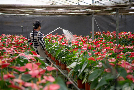 Anthura Images – Browse 34 Stock Photos, Vectors, and Video | Adobe Stock