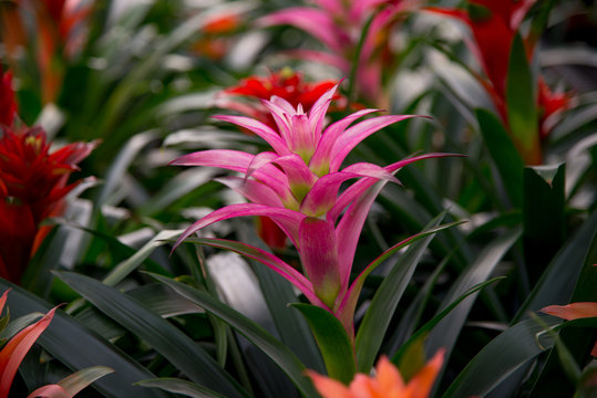 Bromel Images – Browse 51 Stock Photos, Vectors, and Video | Adobe Stock