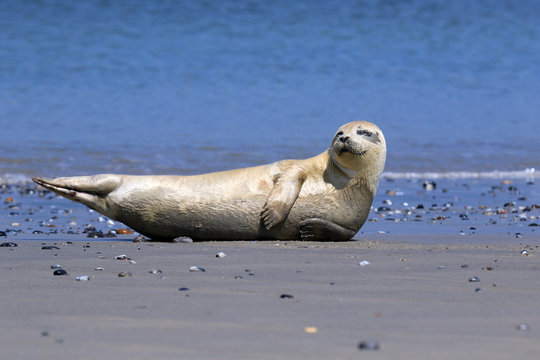 Robbe Bilder – Durchsuchen 20,632 Archivfotos, Vektorgrafiken und ...