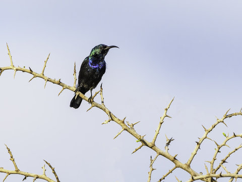 "Palestine Sunbird" Images – Browse 309 Stock Photos, Vectors, and ...