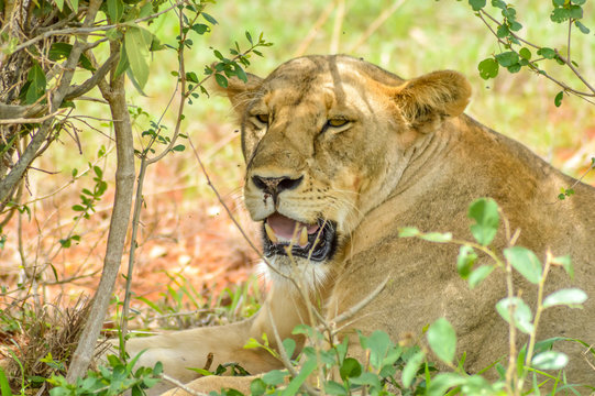 รูปภาพLionees – เลือกดูภาพถ่ายสต็อก เวกเตอร์ และวิดีโอ552 | Adobe Stock