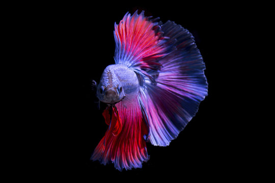 Free Fish Images – Browse 11,323 Free Stock Photos, Vectors, and Video ...