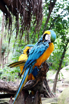 รูปภาพMacow – เลือกดูภาพถ่ายสต็อก เวกเตอร์ และวิดีโอ90 | Adobe Stock