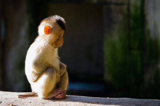 Affenbaby bilder – Bläddra bland 762 stockfoton, vektorer och videor ...