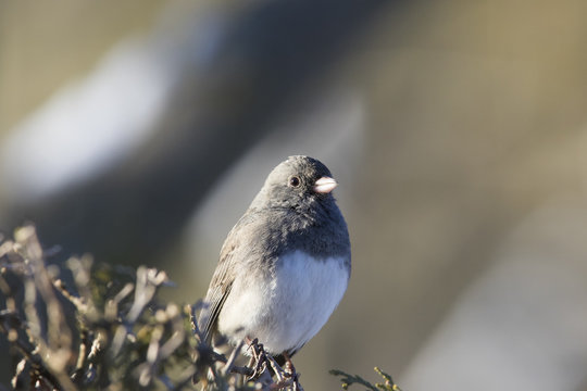 รูปภาพJunco – เลือกดูภาพถ่ายสต็อก เวกเตอร์ และวิดีโอ6,402 | Adobe Stock