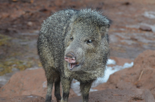 Razorback Boar