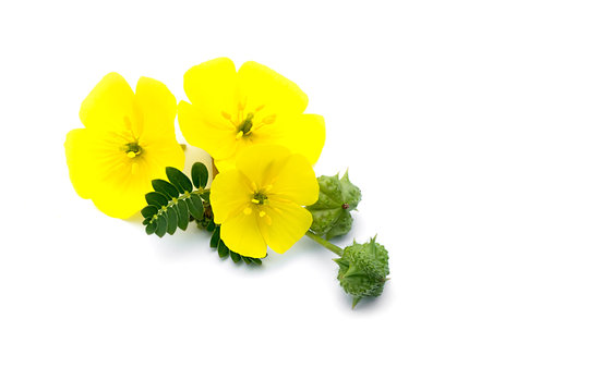 รูปภาพPlollen – เลือกดูภาพถ่ายสต็อก เวกเตอร์ และวิดีโอ98 | Adobe Stock