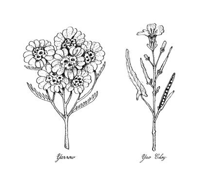 Yarrow Drawing Images – Parcourir 1,286 le catalogue de photos ...
