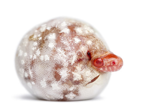 Snakelet Imagens – Procure 31 fotos, vetores e vídeos | Adobe Stock