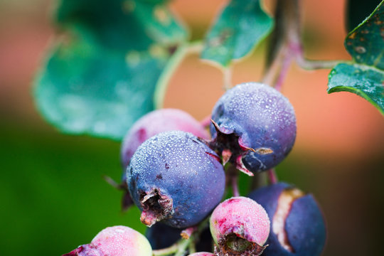 รูปภาพJuneberry – เลือกดูภาพถ่ายสต็อก เวกเตอร์ และวิดีโอ3,740 | Adobe Stock