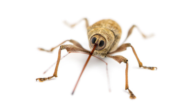 "Curculio Glandium" Images – Browse 132 Stock Photos, Vectors, and ...