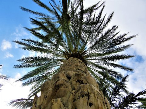 รูปภาพDatil – เลือกดูภาพถ่ายสต็อก เวกเตอร์ และวิดีโอ1,217 | Adobe Stock