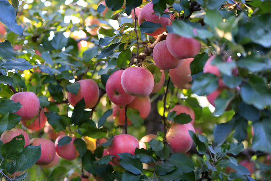 Fruitboom Bilder – Durchsuchen 1,410 Archivfotos, Vektorgrafiken und ...