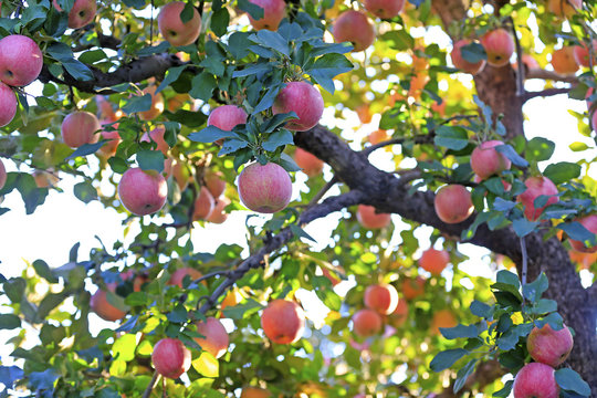 Fruitboom Bilder – Durchsuchen 1,410 Archivfotos, Vektorgrafiken und ...