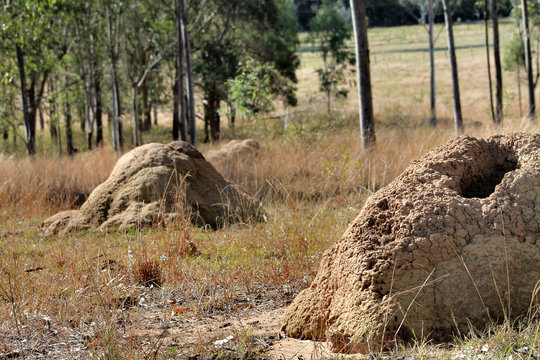 "Ant Hills" Images – Browse 26,326 Stock Photos, Vectors, and Video ...