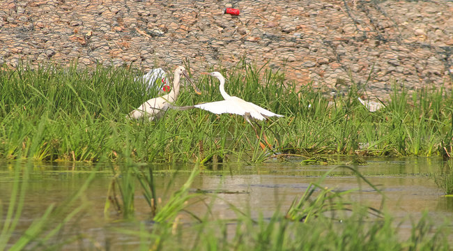 「Erget」の写真素材 | 91件の無料イラスト画像 | Adobe Stock