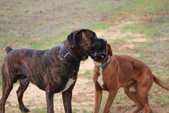 Cane Corso Boxer Mix