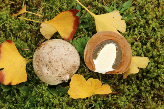 Hexenei Bilder – Durchsuchen 81 Archivfotos, Vektorgrafiken und Videos ...