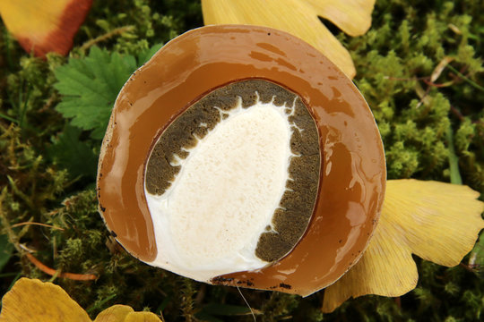 Hexenei Images – Browse 90 Stock Photos, Vectors, and Video | Adobe Stock