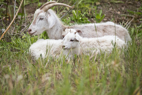 Gote 影像 – 瀏覽 107 個素材庫相片、向量圖和影片 | Adobe Stock