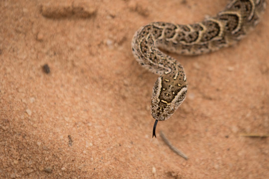 Puffadder Images – Browse 49 Stock Photos, Vectors, and Video | Adobe Stock
