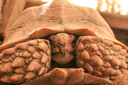 Sulcata 이미지 – 찾아보기 3,788 스톡 사진, 벡터 및 비디오 | Adobe Stock
