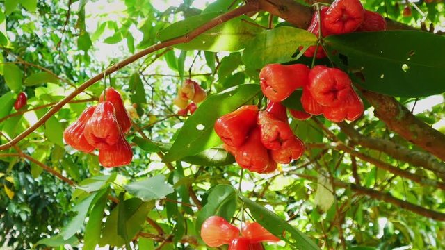 Riberry Images – Browse 15 Stock Photos, Vectors, and Video | Adobe Stock