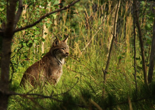 Linx Images – Parcourir 301 le catalogue de photos, vecteurs et vidéos ...
