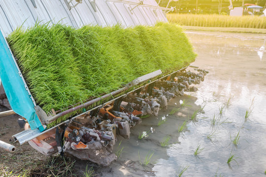 รูปภาพTransplanter – เลือกดูภาพถ่ายสต็อก เวกเตอร์ และวิดีโอ1,168 ...