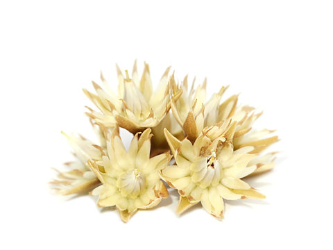 Bokul Images – Browse 63 Stock Photos, Vectors, and Video | Adobe Stock