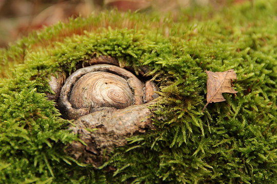 Obrázky Astloch – procházejte fotografie, vektory a videa 3,599 | Adobe ...