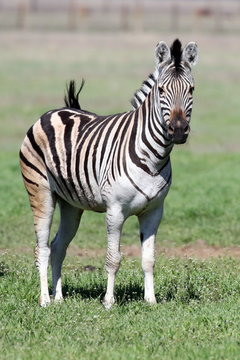 รูปภาพAskania-Nova – เลือกดูภาพถ่ายสต็อก เวกเตอร์ และวิดีโอ1,072 ...