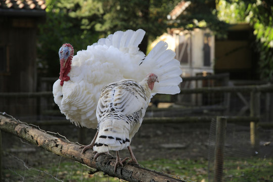 รูปภาพTruthahn – เลือกดูภาพถ่ายสต็อก เวกเตอร์ และวิดีโอ2,742 | Adobe Stock