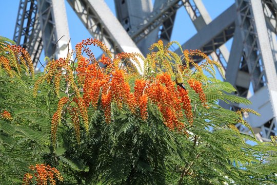 Pirole Images – Browse 7 Stock Photos, Vectors, and Video | Adobe Stock