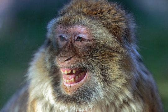 Old World Monkey Teeth