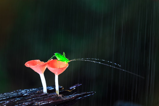 Rea Bilder – Durchsuchen 1,765 Archivfotos, Vektorgrafiken und Videos ...