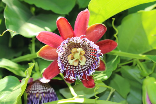 Badea Images – Browse 22 Stock Photos, Vectors, and Video | Adobe Stock