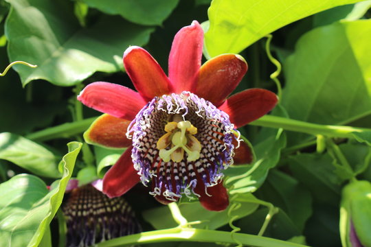 Barbadine Images – Parcourir 326 le catalogue de photos, vecteurs et ...